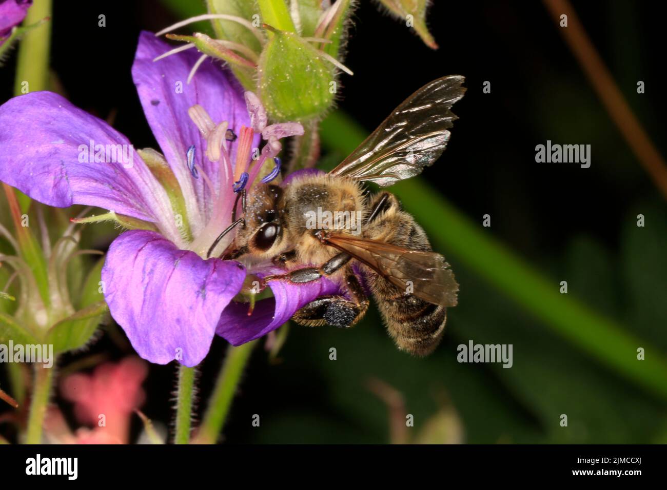 Bee, Apis, Blossom, Meadow Cranesbill. Thuringia, Germany, Europe Stock ...