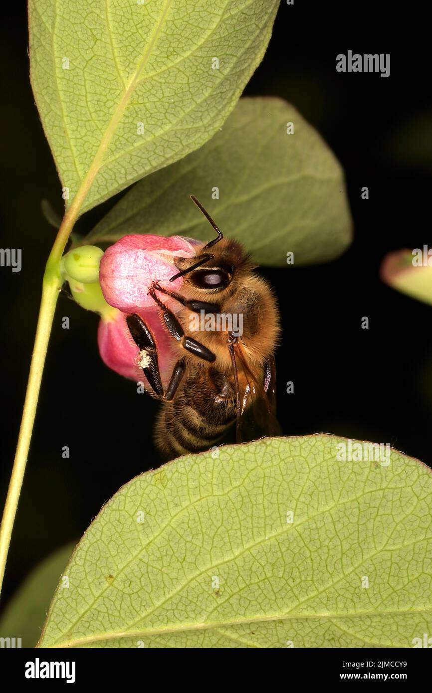 Bee, Honeybee, Nectar, Blossom, Fertilization, Thuringia, Germany ...