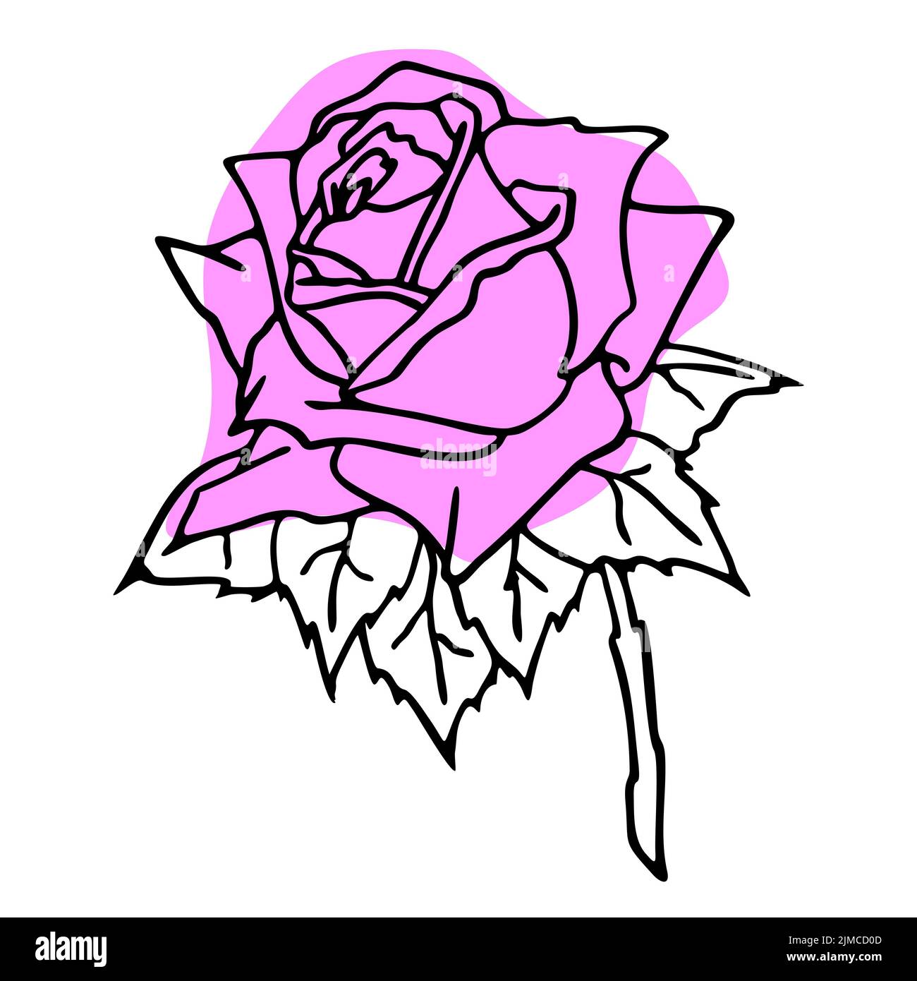 pink rose close-up drawing, design, color graphics, illustration Stock ...