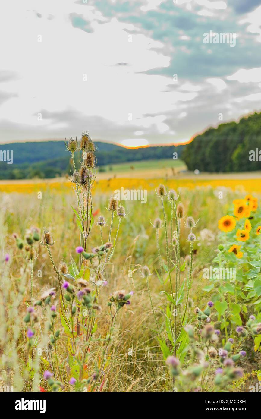 wildteasel in a flowerfield in the woodland Stock Photo - Alamy