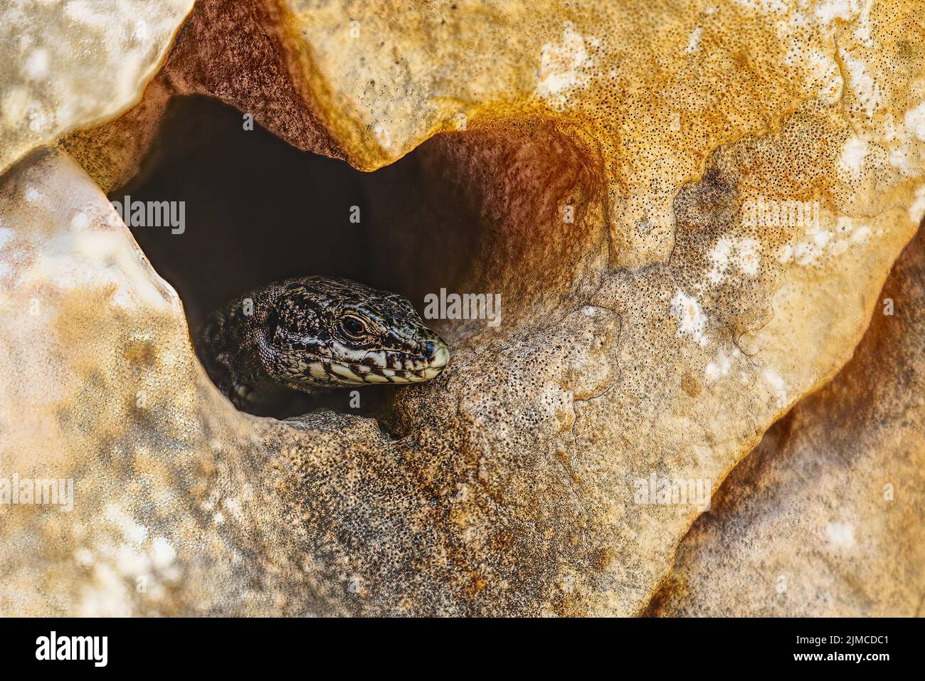 lizard looking out of a small cave Stock Photo - Alamy