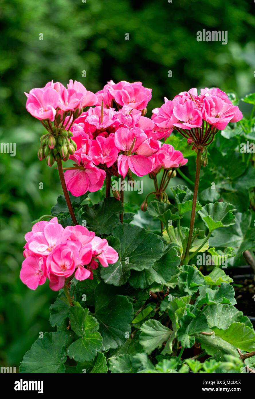 The bright pink bud of royal pelargonium blooms in summer Stock Photo ...