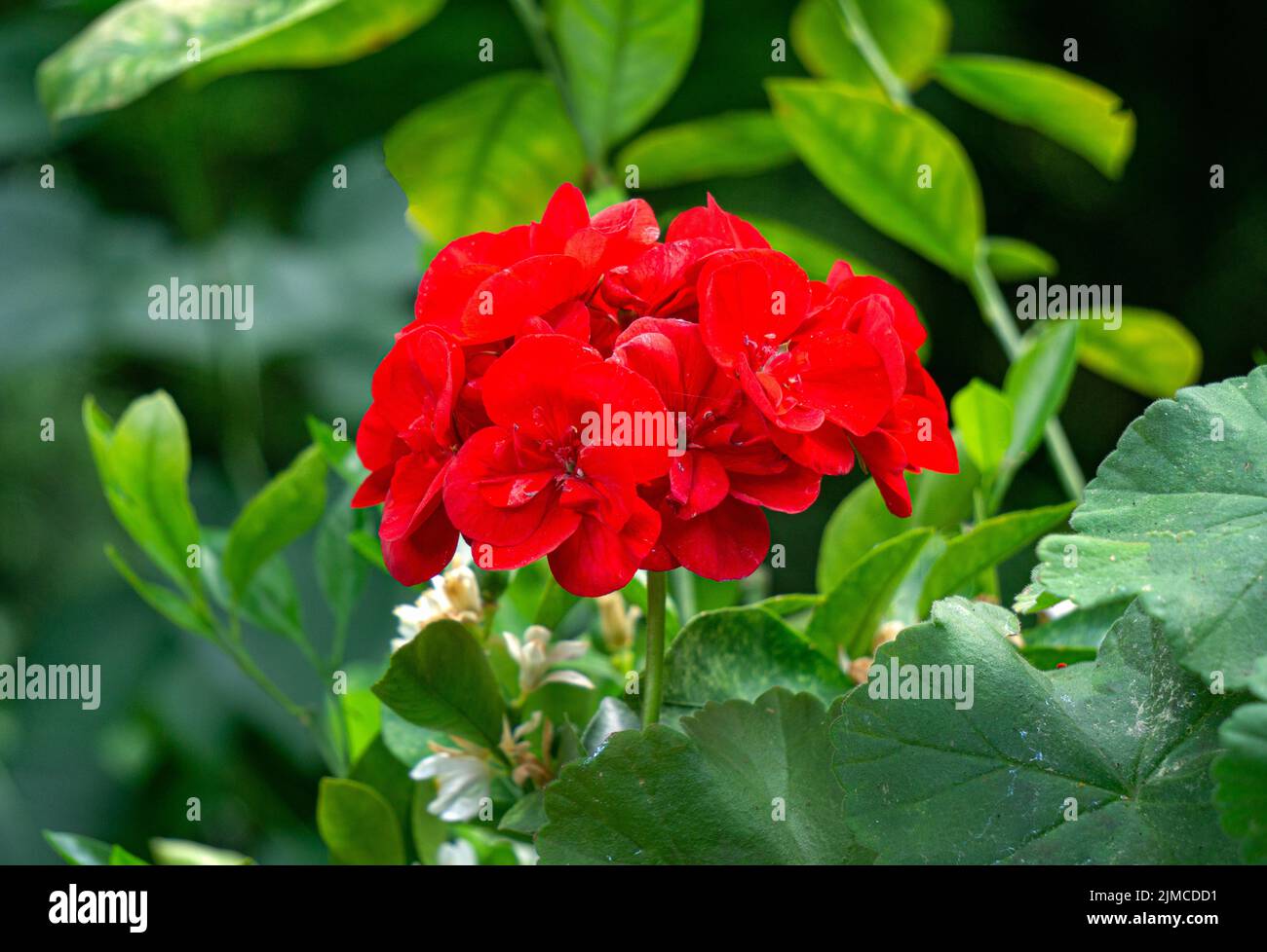 The bright red bud of royal pelargonium blooms in summer Stock Photo ...