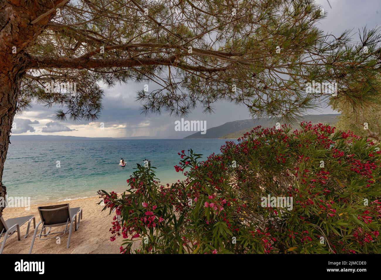 tree in front of a beach and people sitting on stand up paddle in the ...