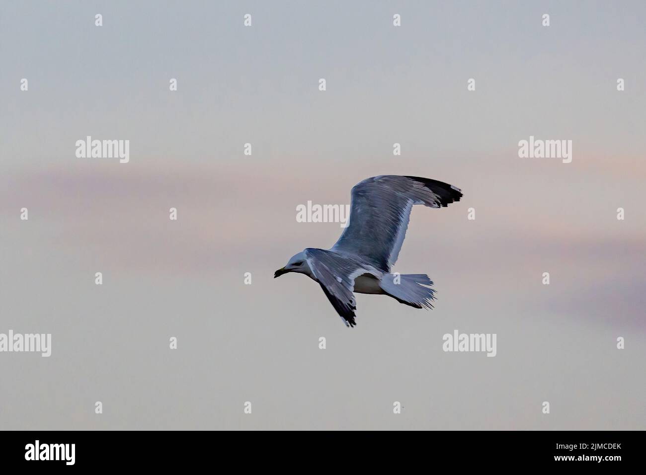 Ornitholpic photography hi-res stock photography and images - Alamy