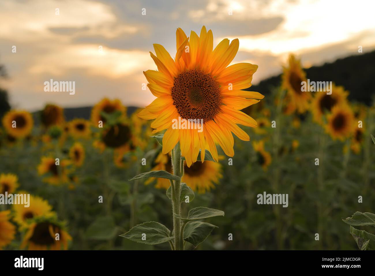 Sunflowers in focus cloudy hi-res stock photography and images - Alamy