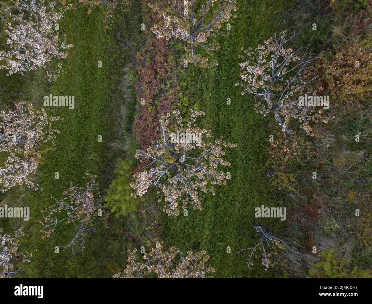 Aerial view over a Cherry blossoms trees, on the spring season in ...