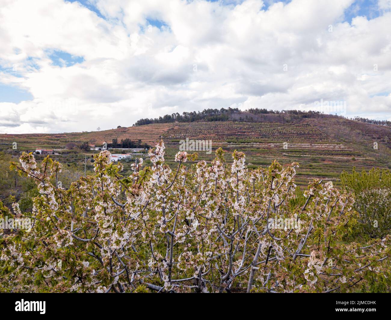 Cherry blossoms on the tree, on the spring season in Fundão, Portugal ...
