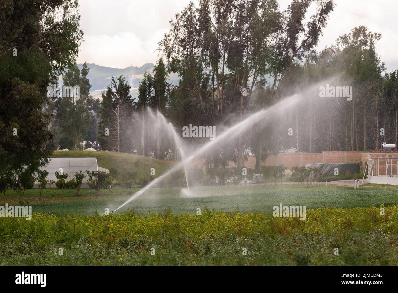beautiful rural scene of a plantation with water sprinklers turned on ...