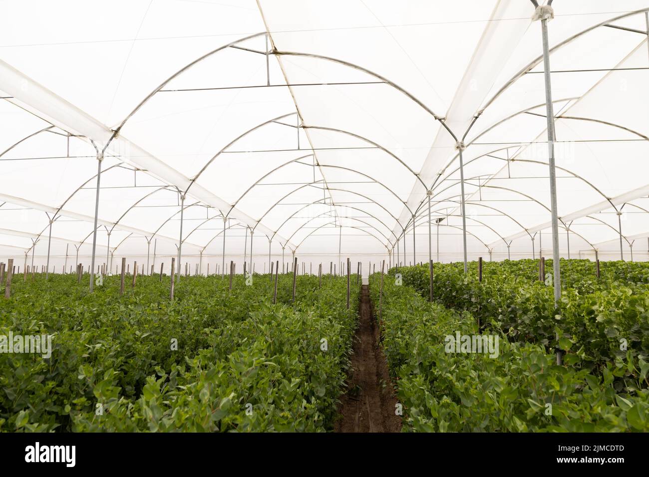 detail of the interior of a greenhouse with planting arranged in rows ...