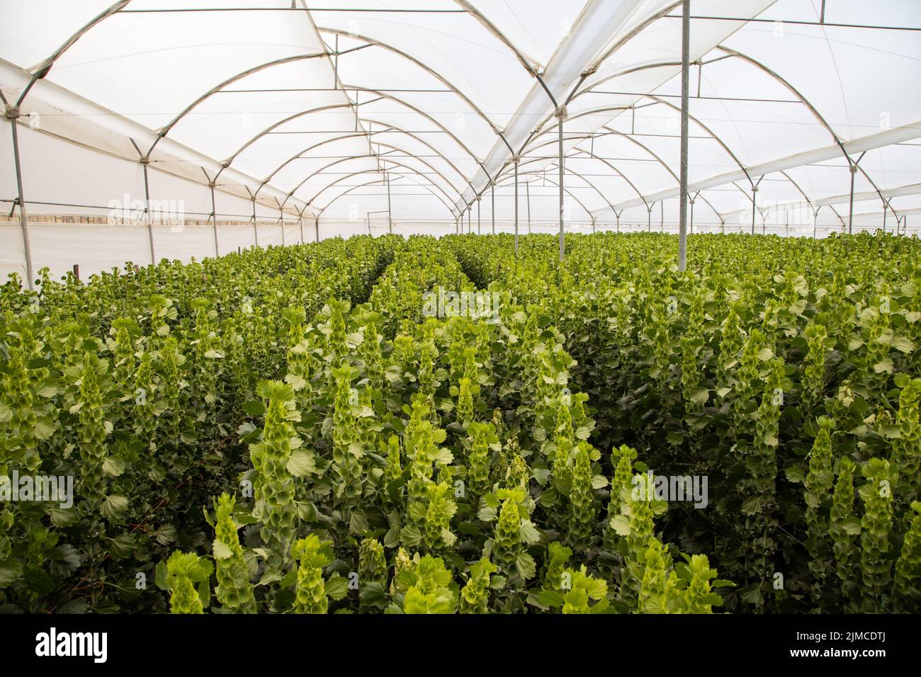 interior of a greenhouse with planting arranged in rows, nature and ...