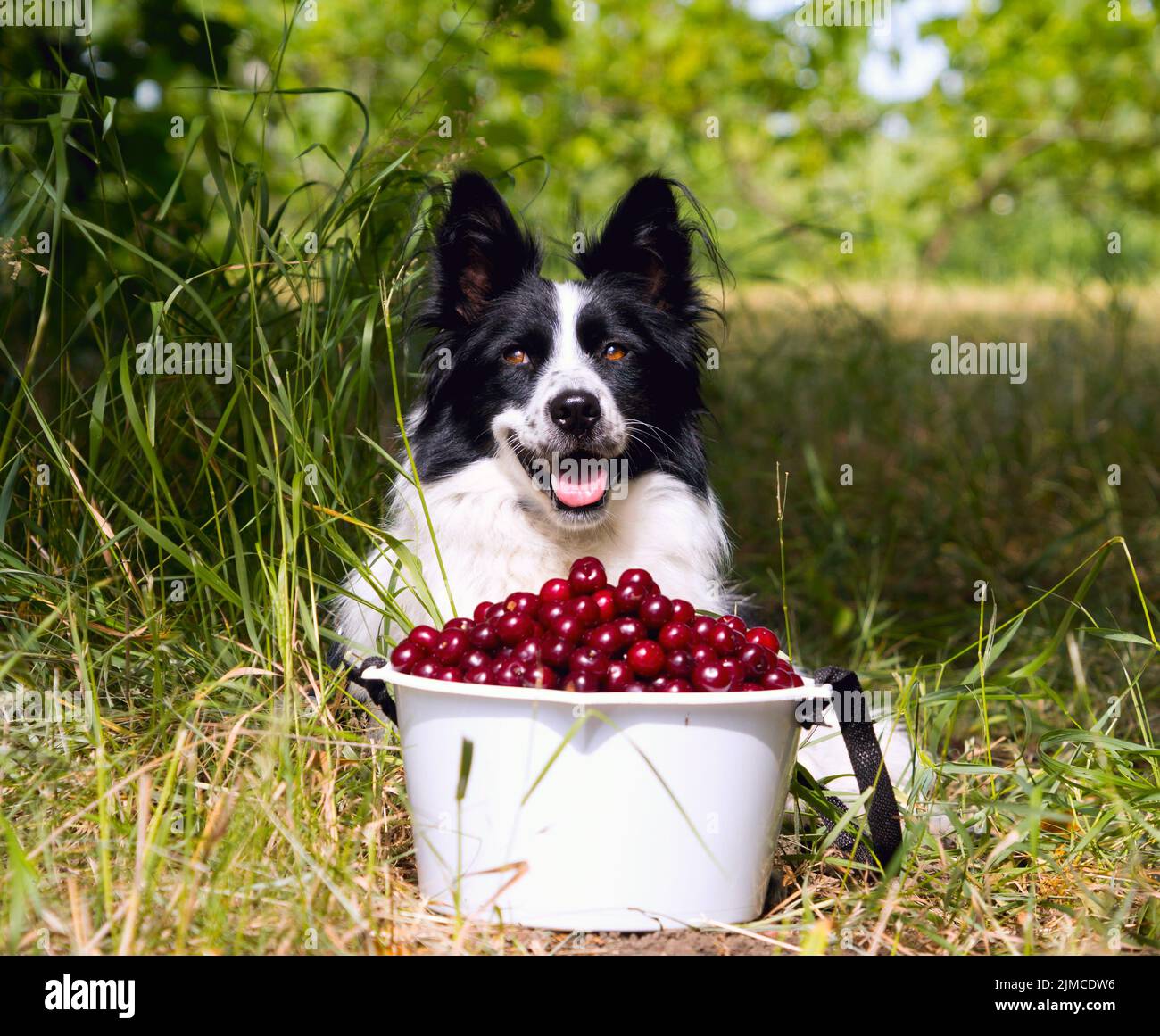 Smiling border collie hi-res stock photography and images - Alamy