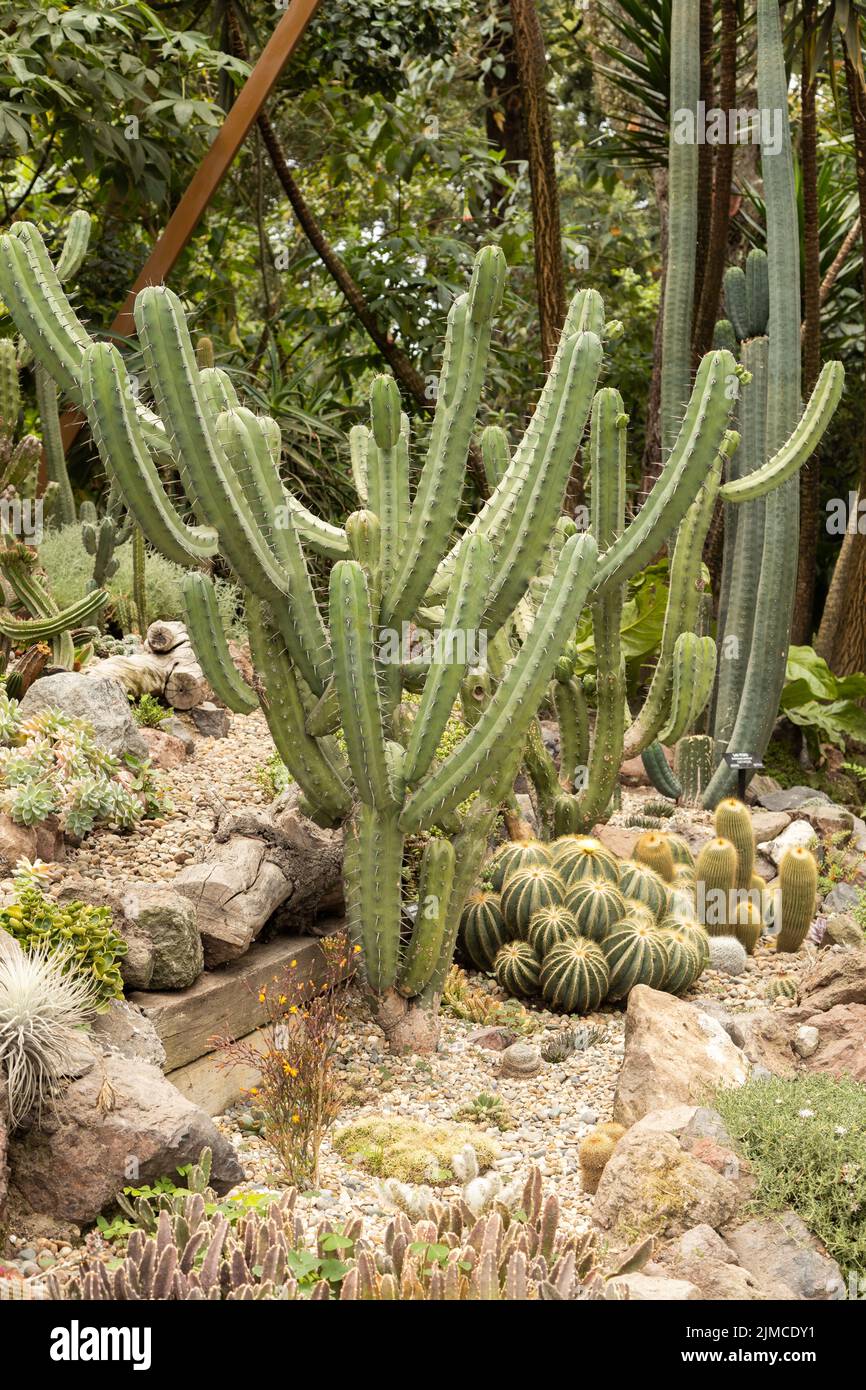 cactus as decoration in a garden with other plants, nature wallpaper ...