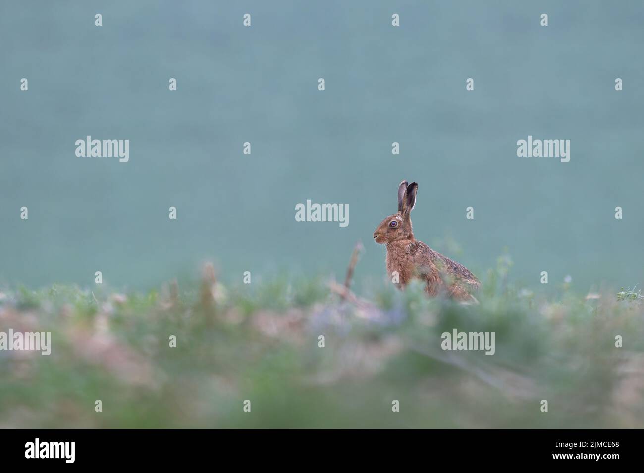 The European hare, also known as the brown hare, is a species of hare ...
