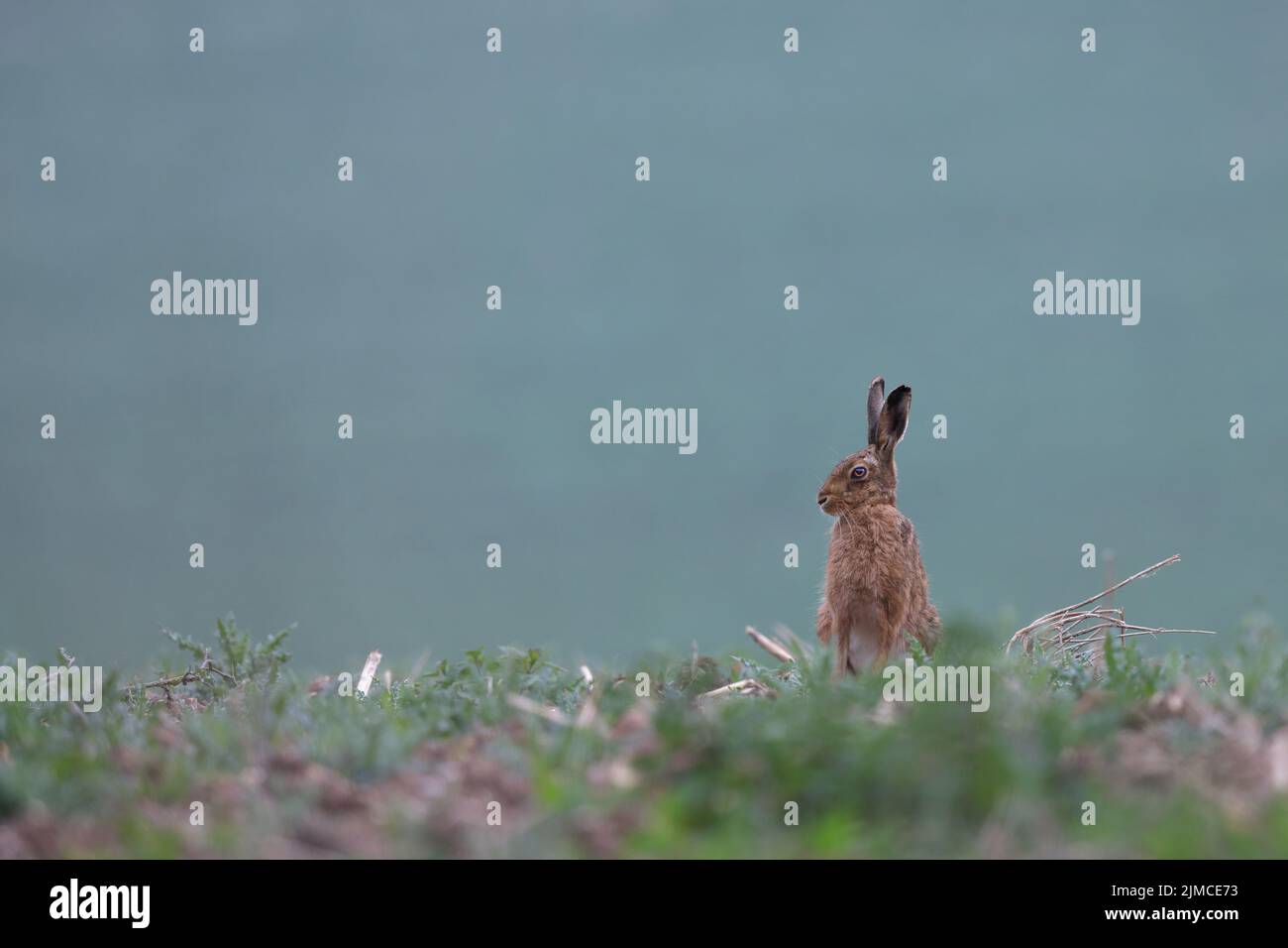 The European hare, also known as the brown hare, is a species of hare ...