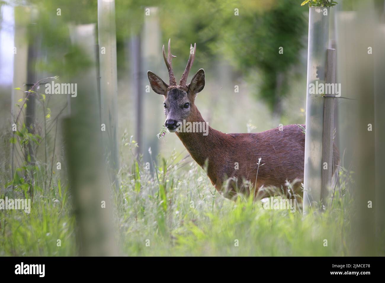 The roe deer, also known as the roe, western roe deer, or European roe ...