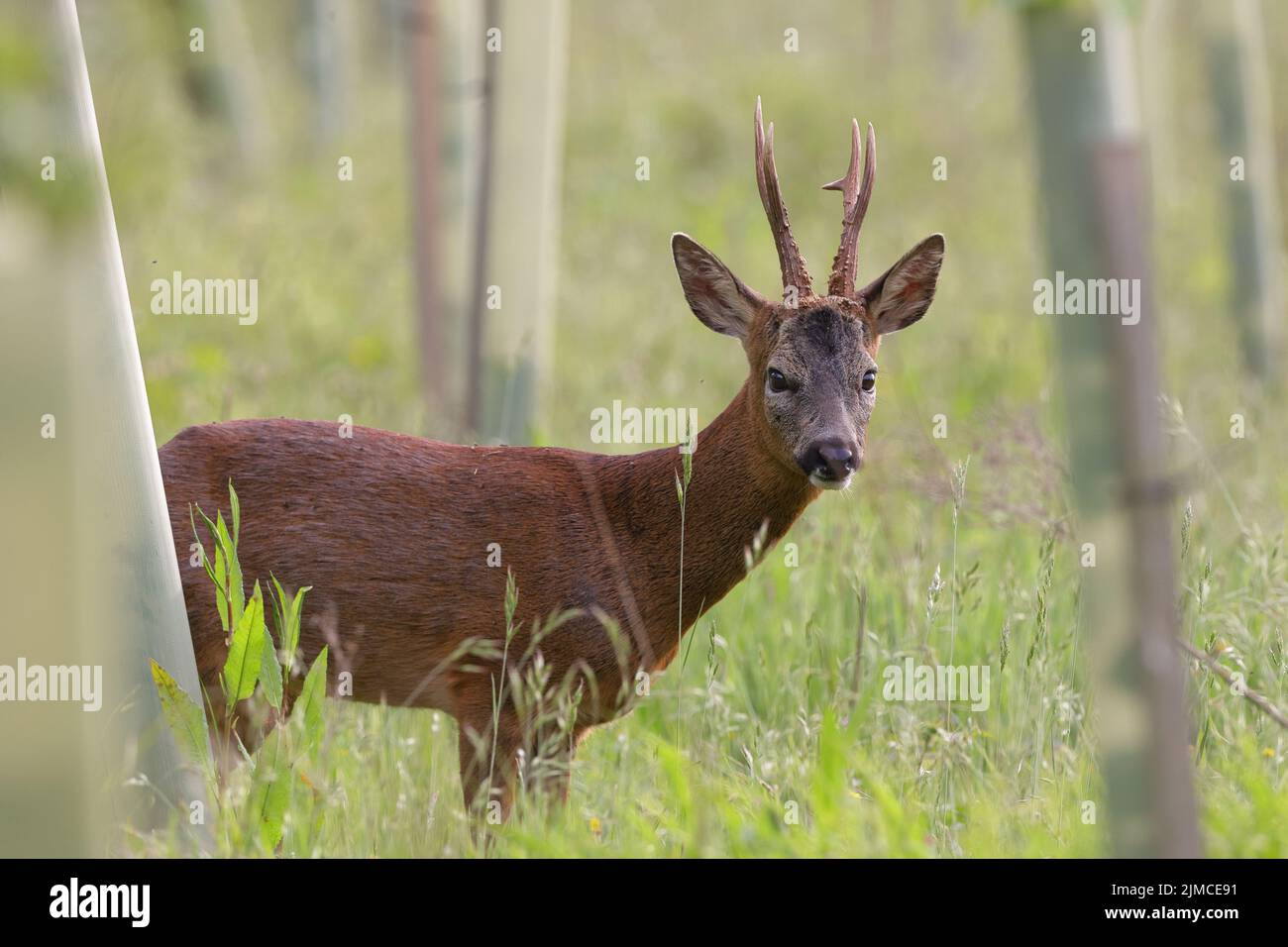 The roe deer, also known as the roe, western roe deer, or European roe ...