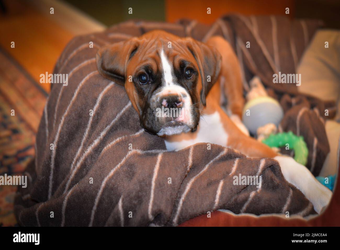 Boxer Puppies are the cutest Stock Photo - Alamy