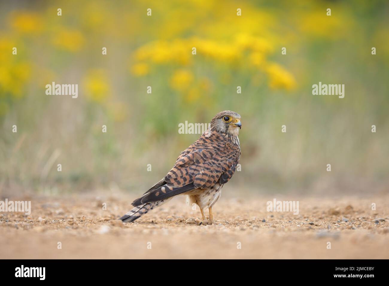 The common kestrel (Falco tinnunculus) is a bird of prey species belonging to the kestrel group ...