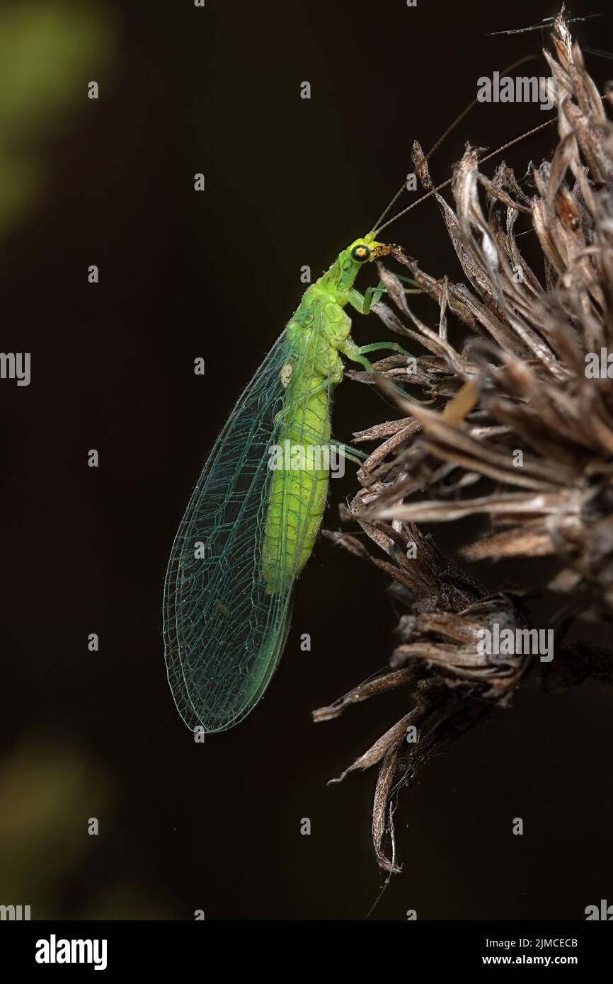 The common green lacewing is a lime green, delicate insect, with ...