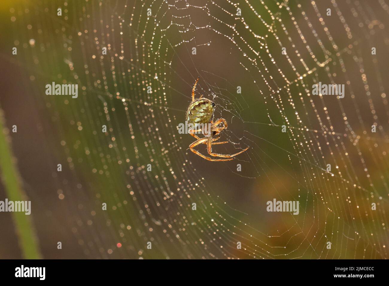 Neoscona adianta (Bordered Orbweaver) A medium-sized orb-web spider ...