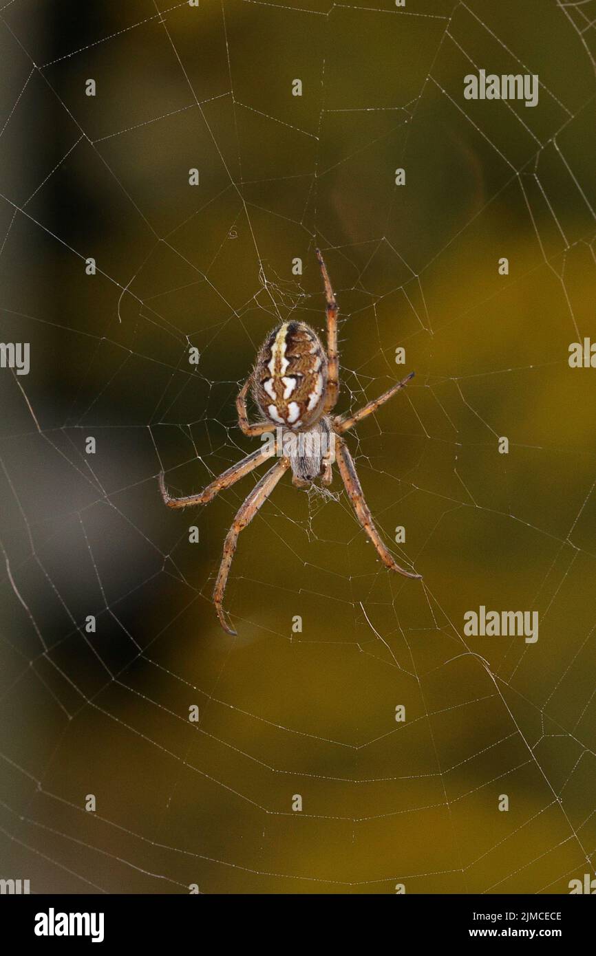 Neoscona adianta (Bordered Orbweaver) A medium-sized orb-web spider ...