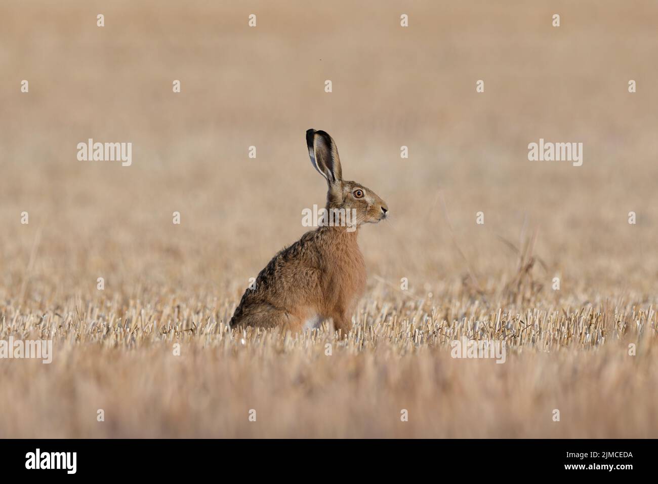 The European hare, also known as the brown hare, is a species of hare ...