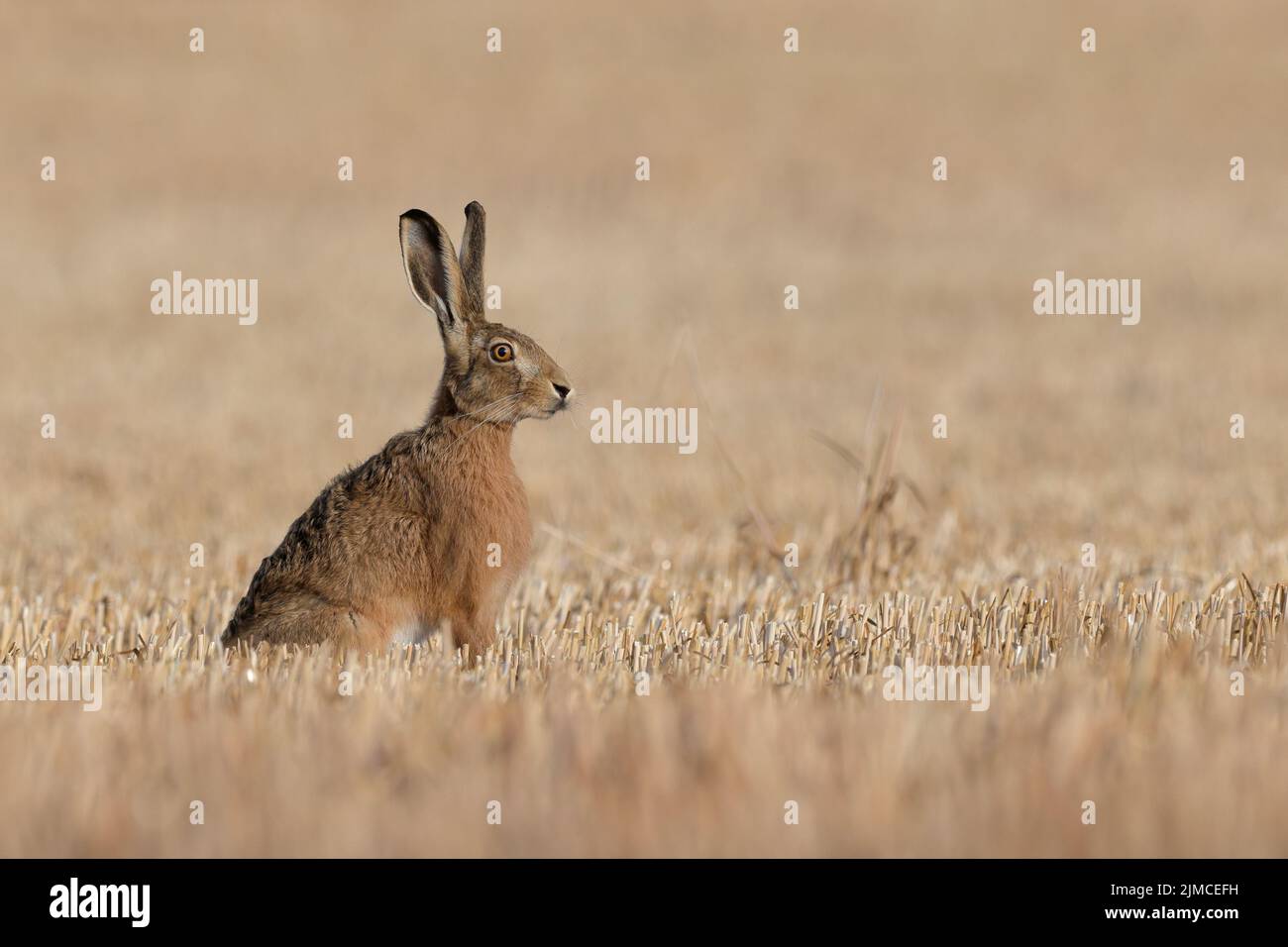 The European hare, also known as the brown hare, is a species of hare ...