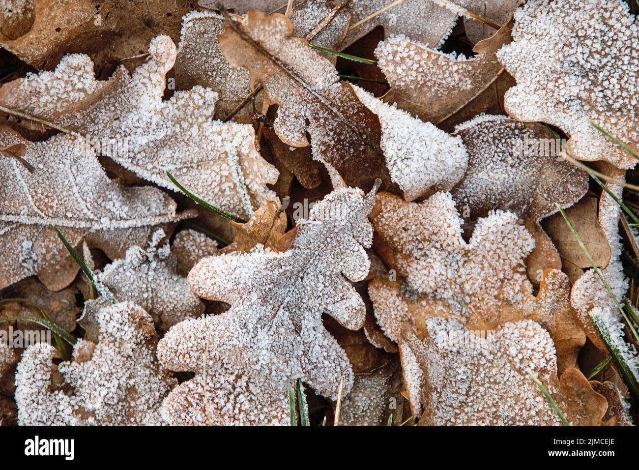 Frost oak leaves background hi-res stock photography and images - Alamy