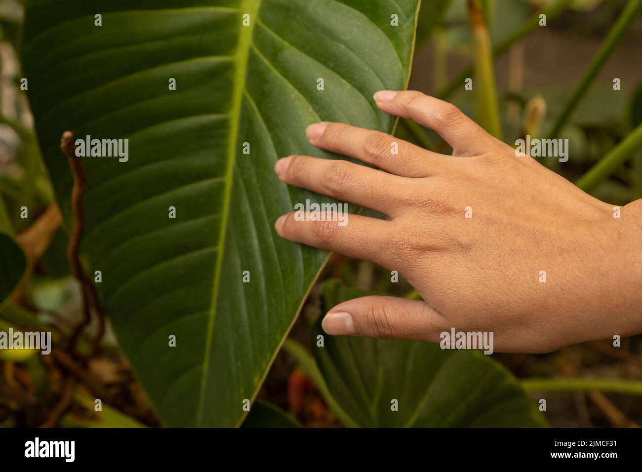 detail of a person's hands touching a natural leaf, nature wallpaper ...