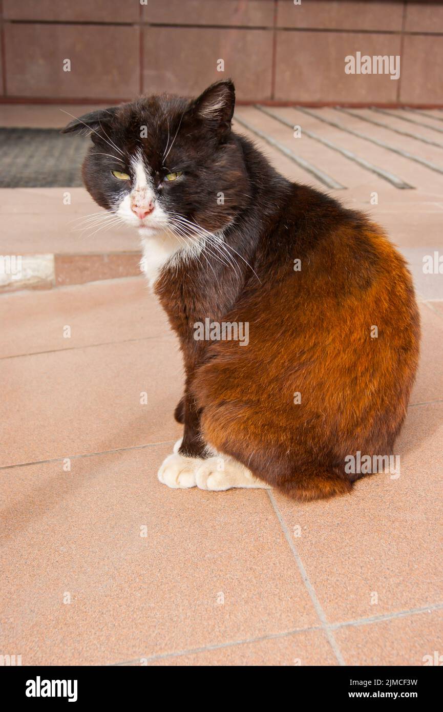 Unhappy cat hi-res stock photography and images - Alamy