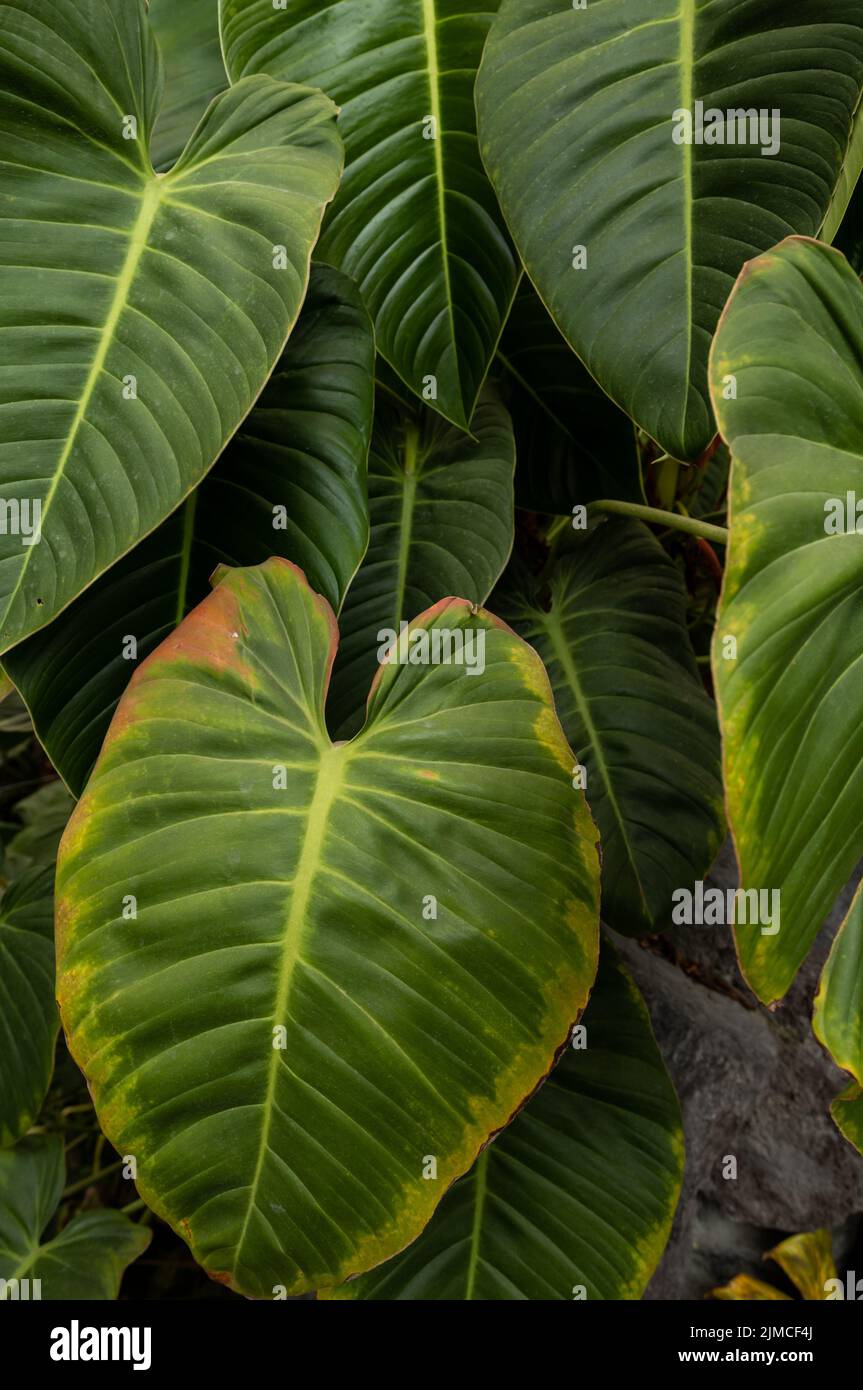 wallpaper of natural and fresh leaves, detail of nature texture in ...