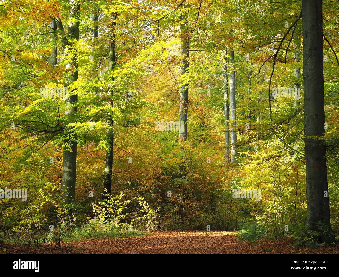 Beech colorful hi-res stock photography and images - Alamy