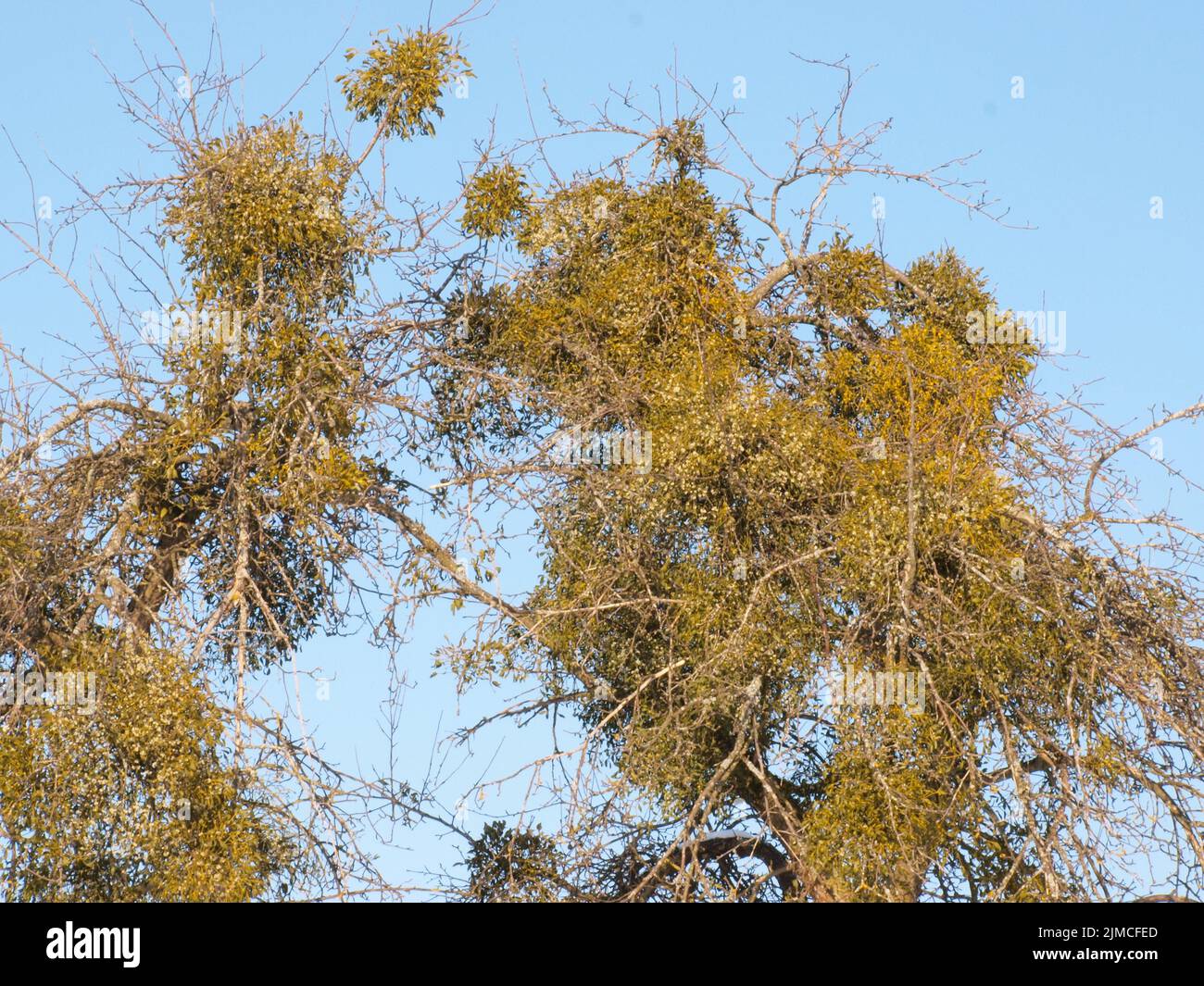 Mistletoe apple tree hi-res stock photography and images - Alamy