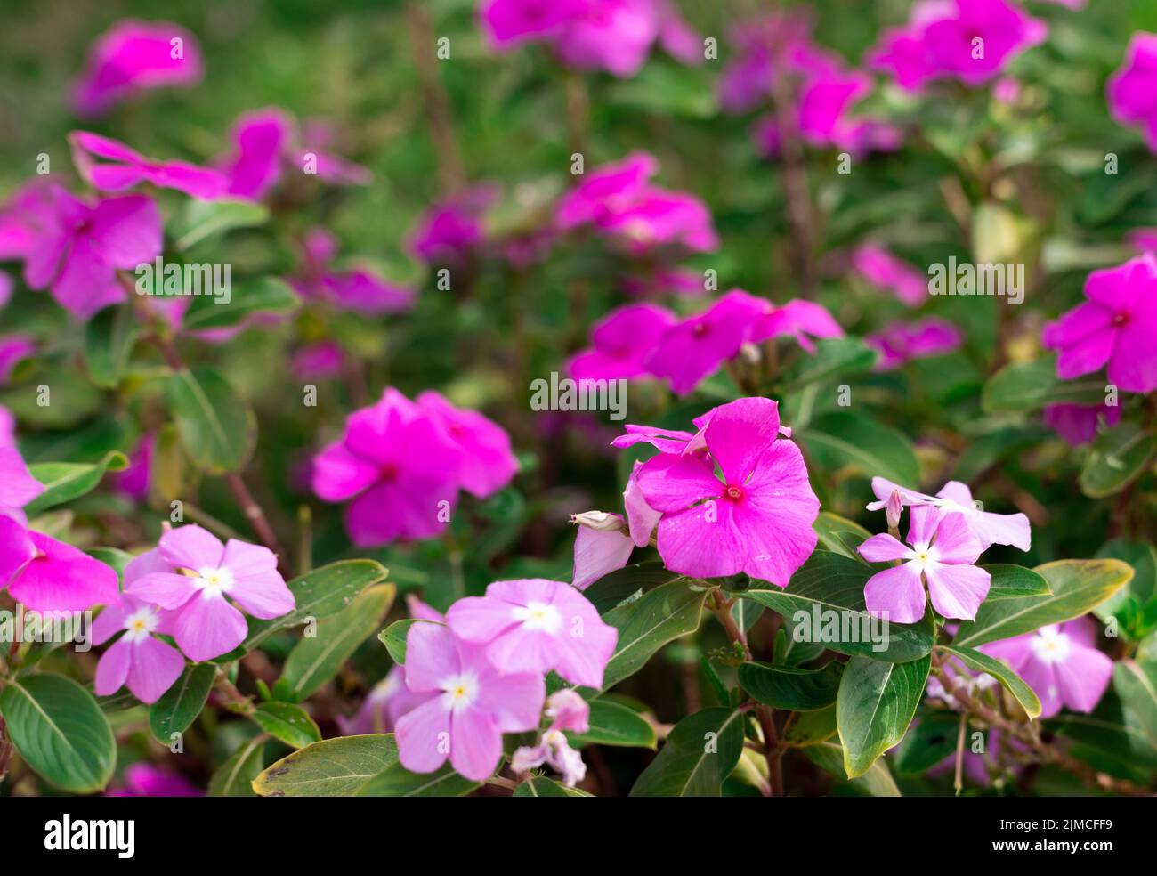 Sweet madagaskar periwinkle pink and light pink flowers Stock Photo - Alamy