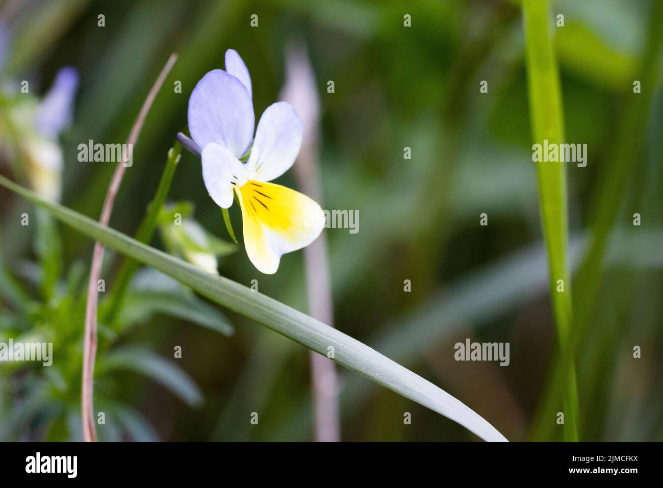 Sweet and loney flied pansy flower. Yellow-white flower, wild pansy ...