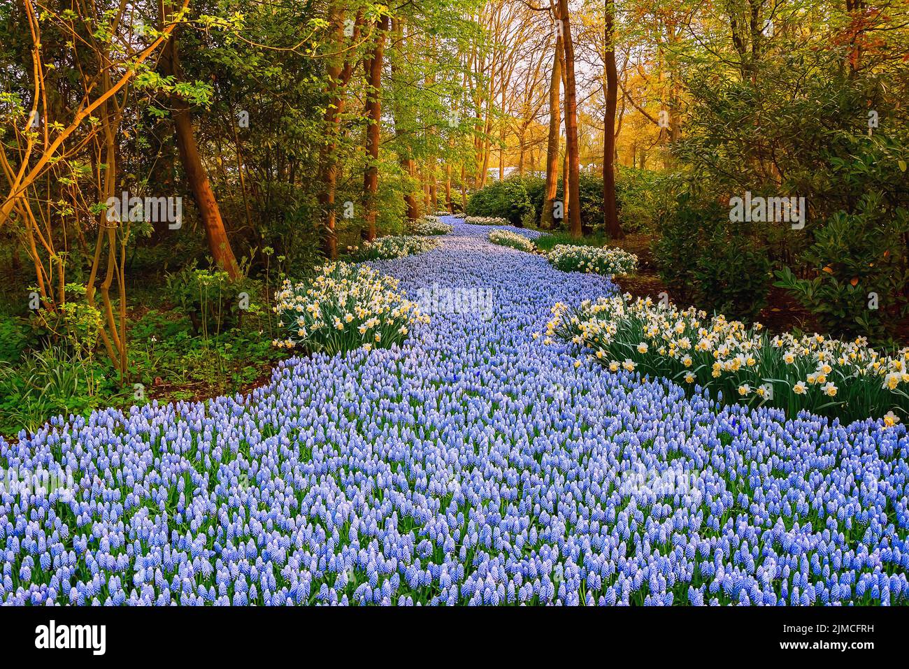 Muscari Armeniacum river Stock Photo - Alamy