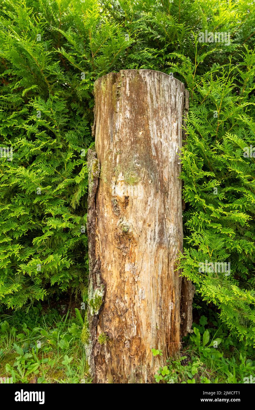 Tree by a hedge hi-res stock photography and images - Alamy
