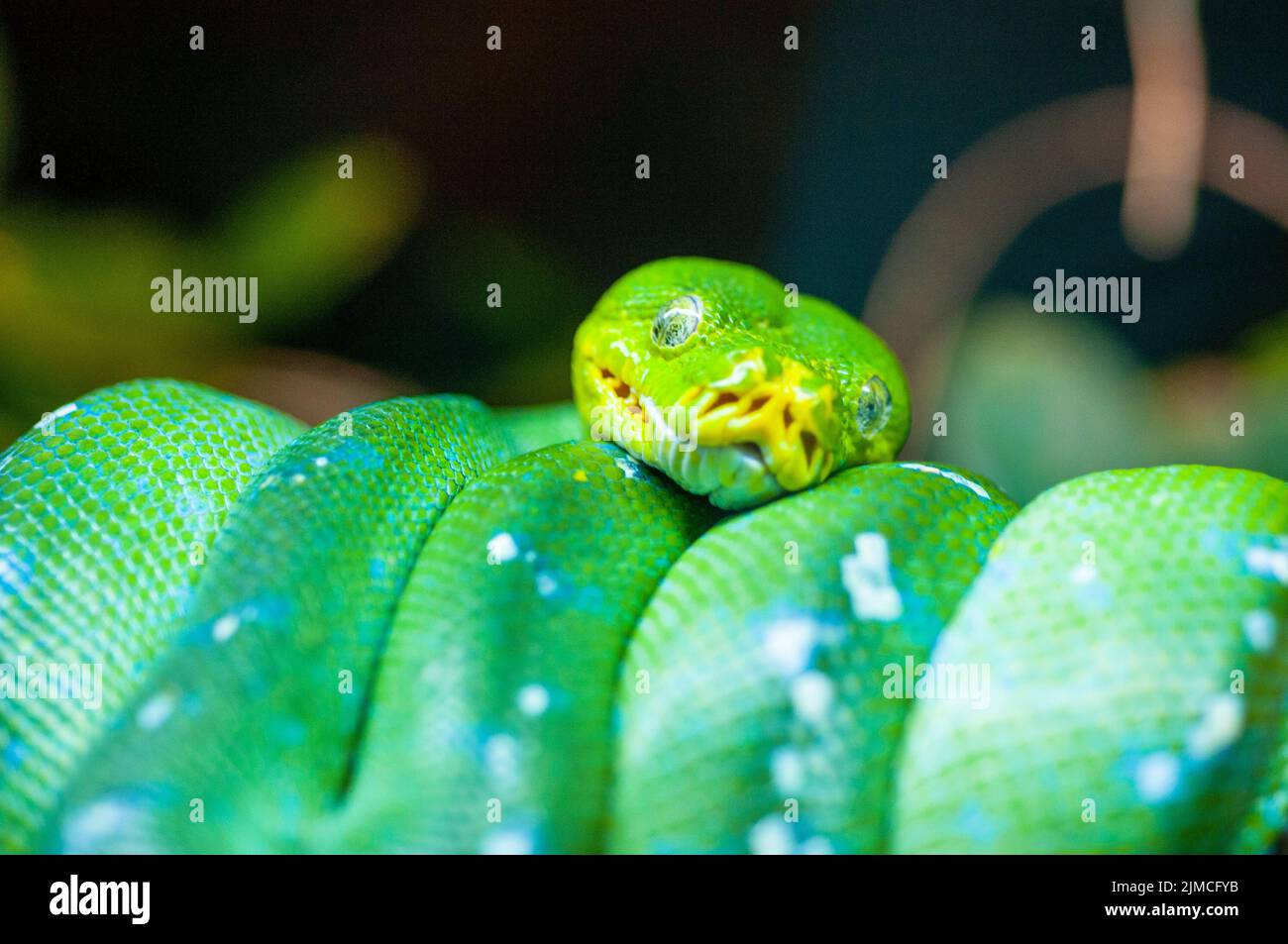 Portrait of the Green Tree Python, Morelia viridis Stock Photo - Alamy
