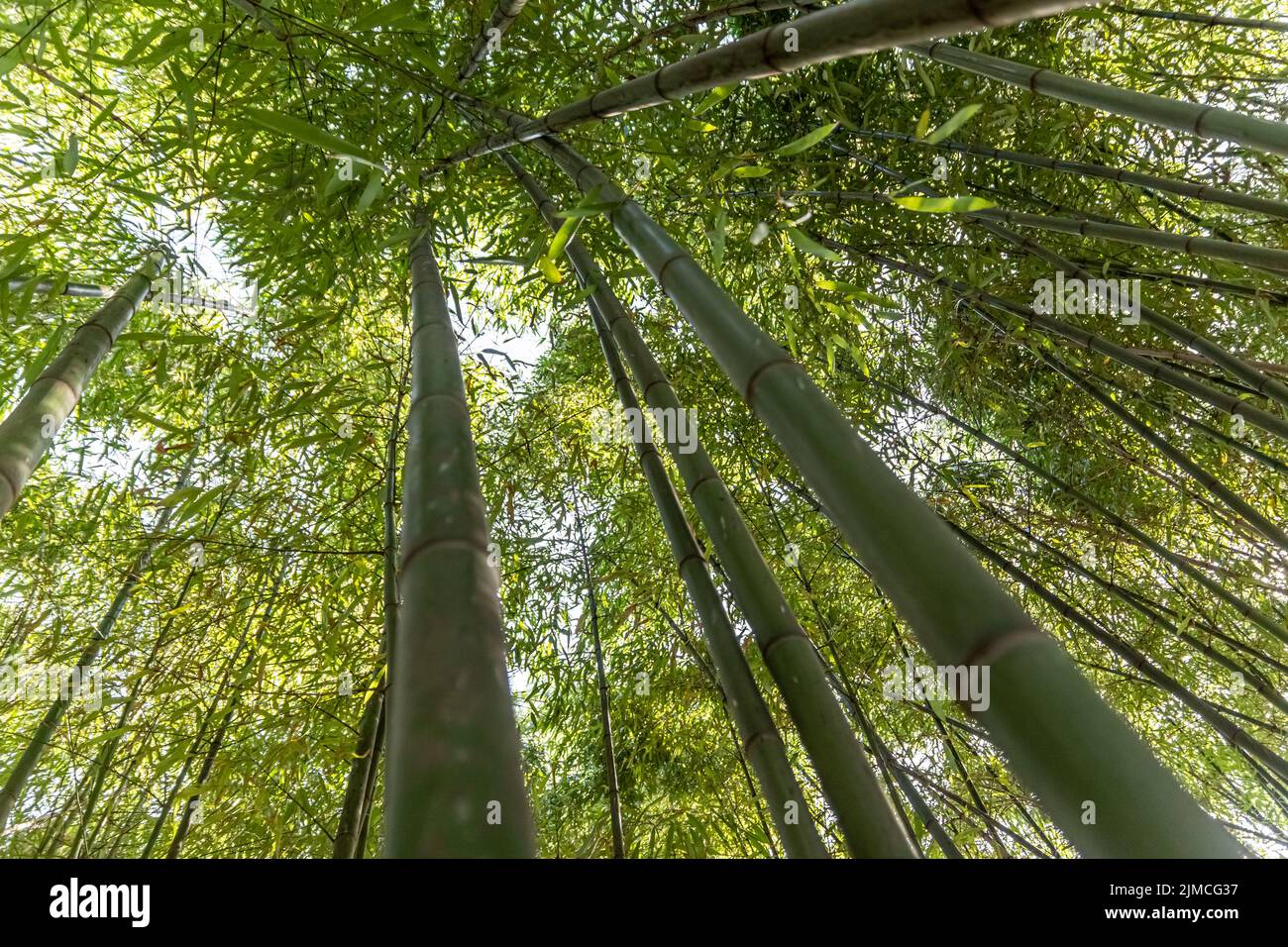 Serene forest view hi-res stock photography and images - Alamy