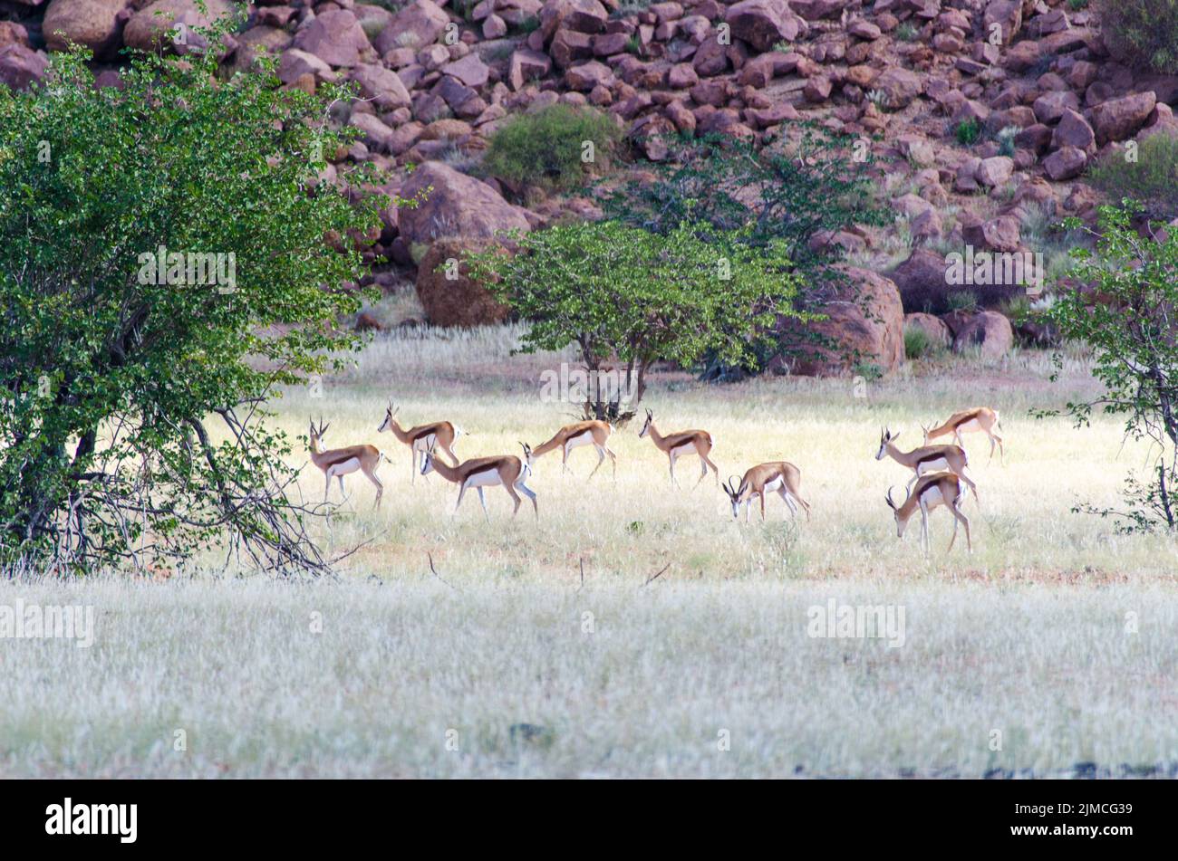 Herd of Springboks in Namibia Stock Photo - Alamy