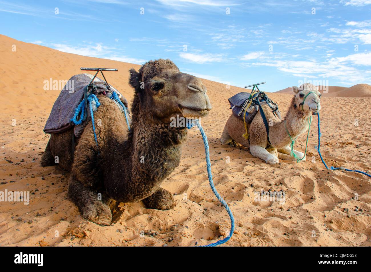 Dromedaries of the Sahara Desert, Morocco Stock Photo - Alamy