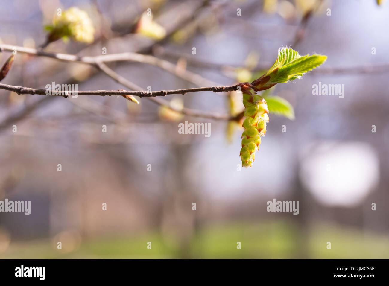 New sprouting leaves hi-res stock photography and images - Alamy