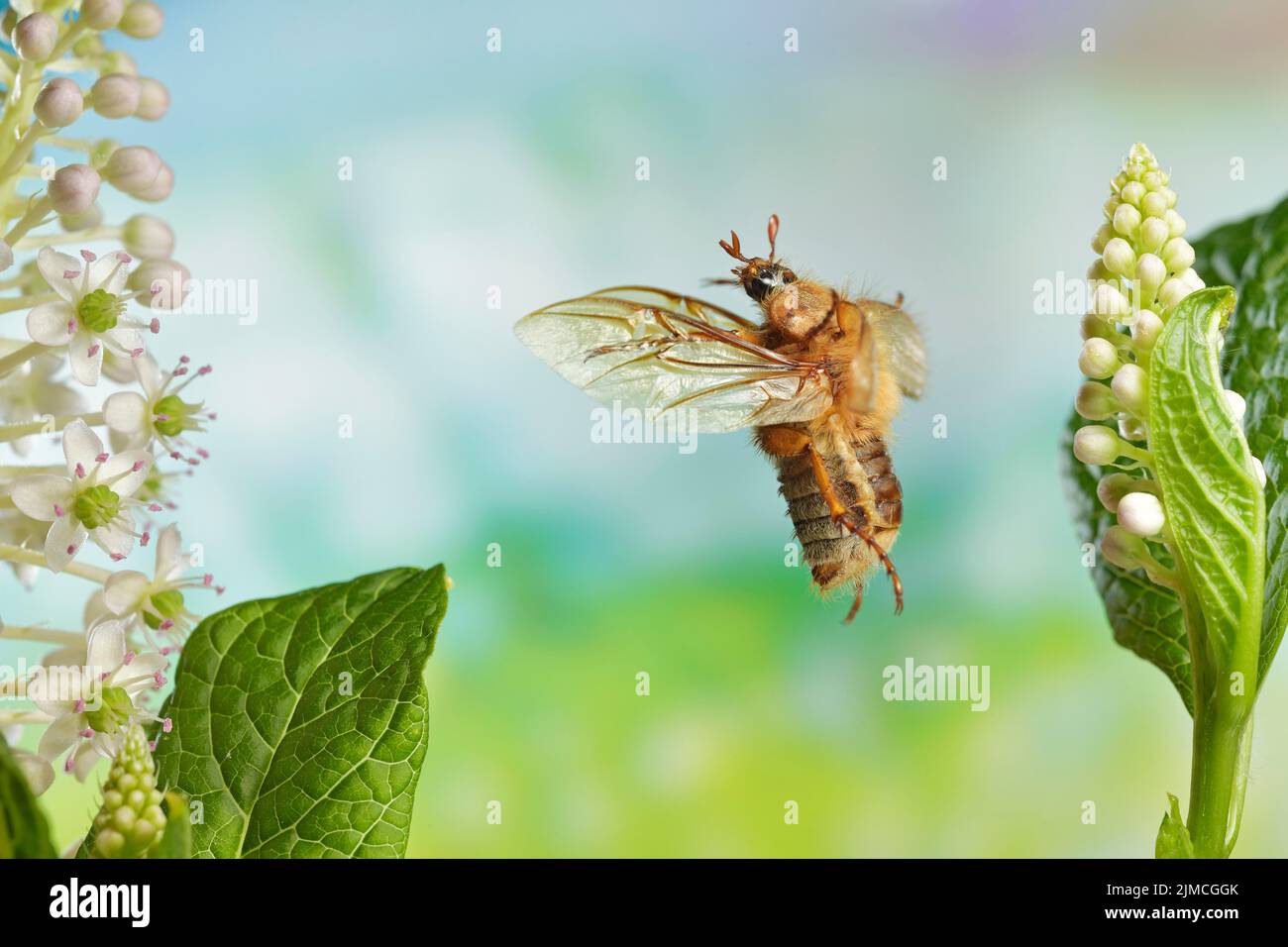 European june beetle (Amphimallon solstitiale) in flight on the ...