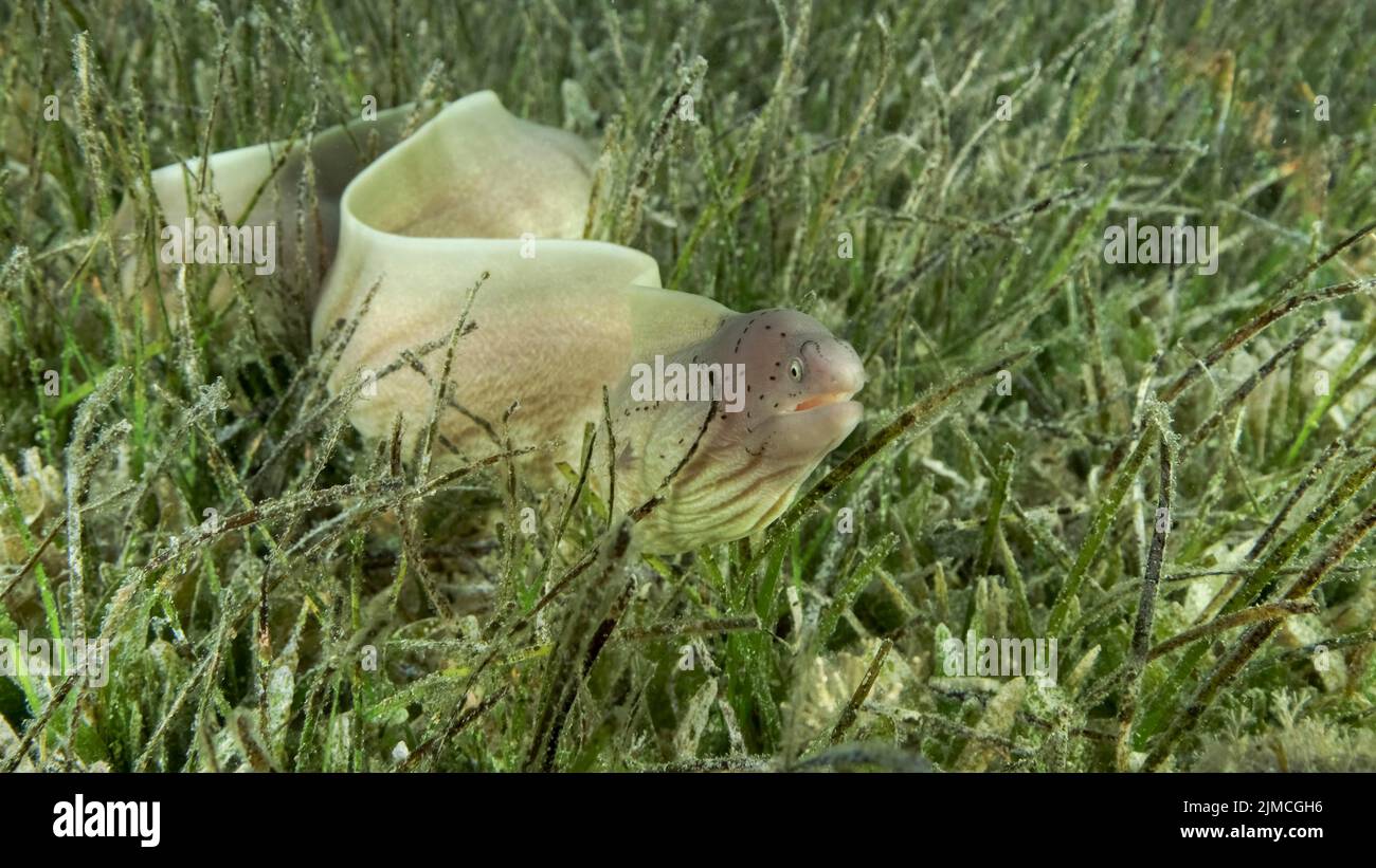 Close-up of Moray lie in green seagrass. Geometric moray (Gymnothorax ...