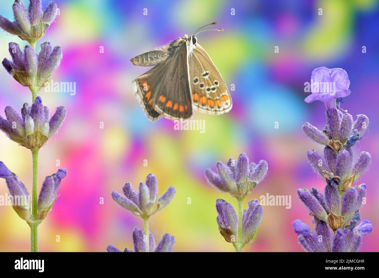Common blue butterfly (Polyommatus icarus), female in flight on common ...