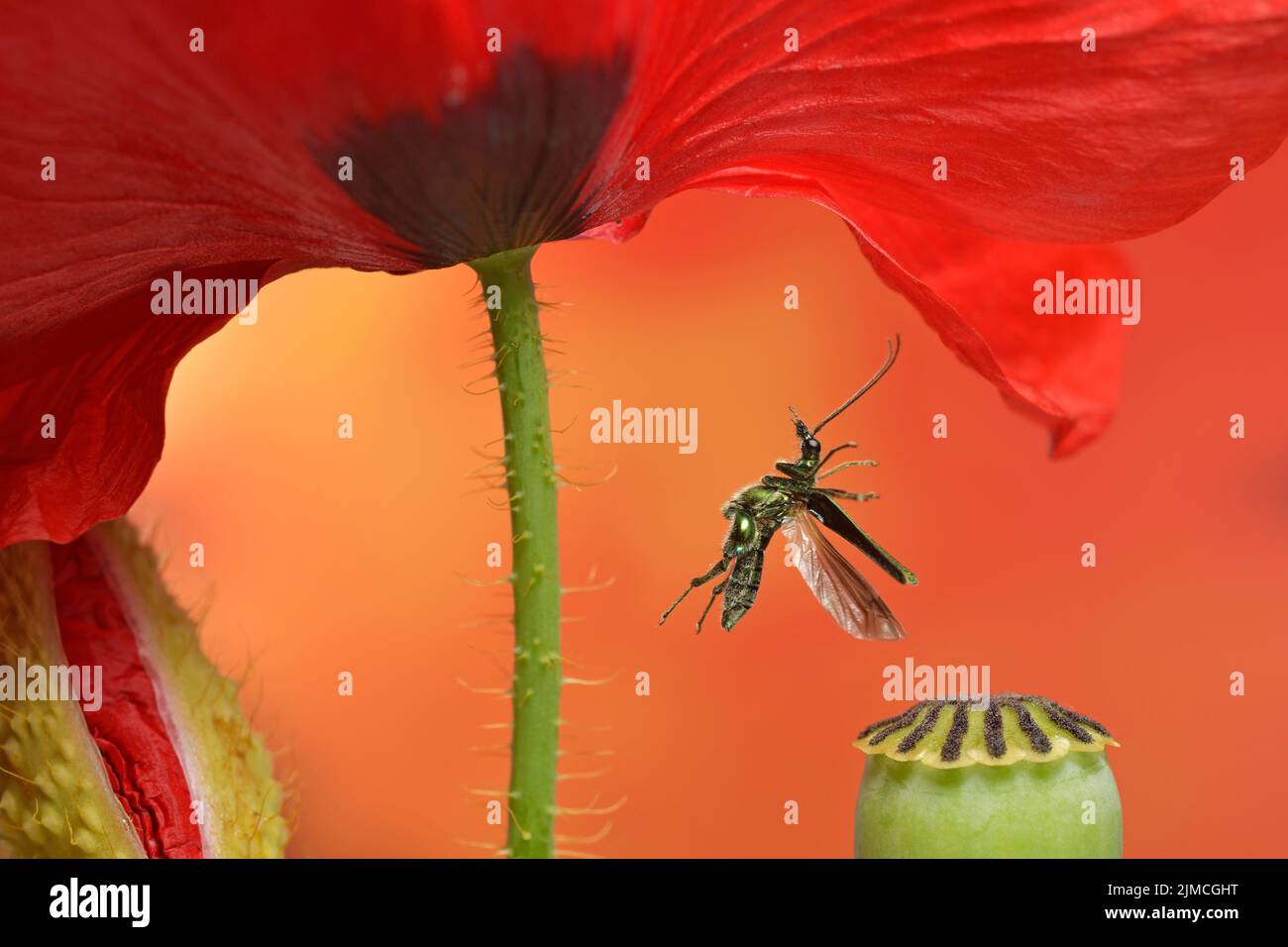 Thick-legged flower beetle (Oedemera nobilis) in flight on a poppy ...