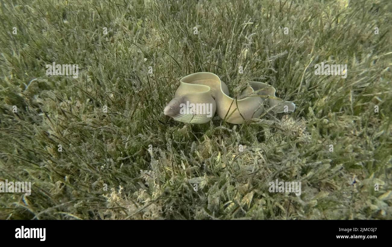 Close-up of Moray lie in green seagrass. Geometric moray (Gymnothorax ...
