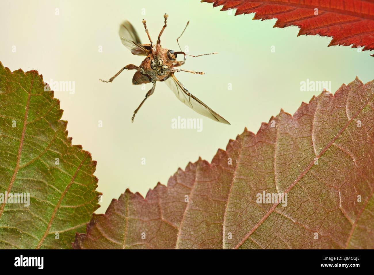 Nut weevil (Curculio nucum) flies on leaves of the common hazel ...