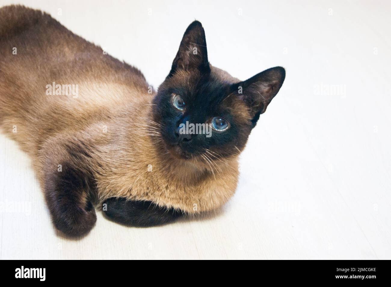 White siamese cat hi-res stock photography and images - Alamy